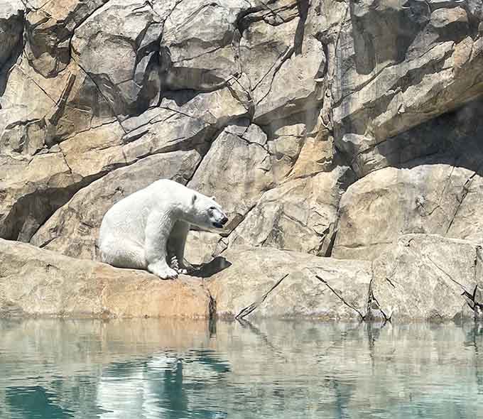 Polar bear on the rocks, hold the ice, because this magnificent creature owns the entire poolside scene.