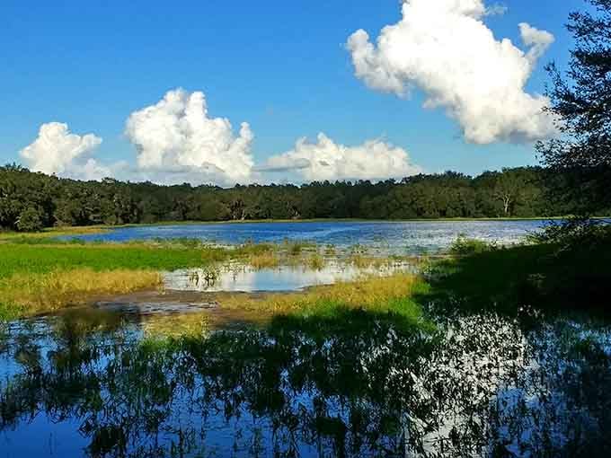 Withlacoochee State Forest reflects perfectly in still waters, nature's mirror showing off for the camera.