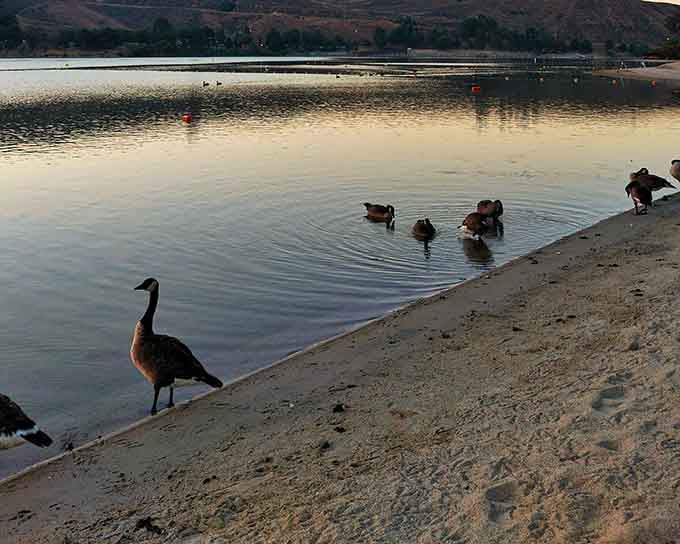 Even the local waterfowl know a good thing when they see it, strolling the shoreline like they own the place.