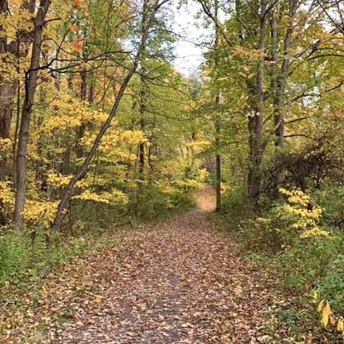 Autumn transforms the forest path into a golden corridor, proving that nature never met a color palette it couldn't improve.