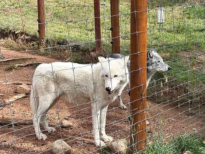 These Arctic beauties prove that white after Labor Day is absolutely acceptable in the animal kingdom.