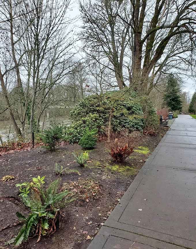 Native ferns and winter greenery line the path, because Oregon doesn't believe in taking seasonal breaks from beauty.