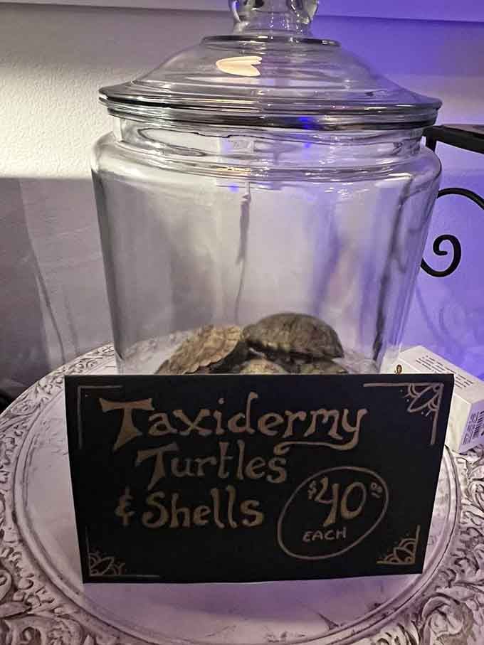 Taxidermy turtles and shells prove that nature's architecture deserves appreciation long after the original tenants have departed.