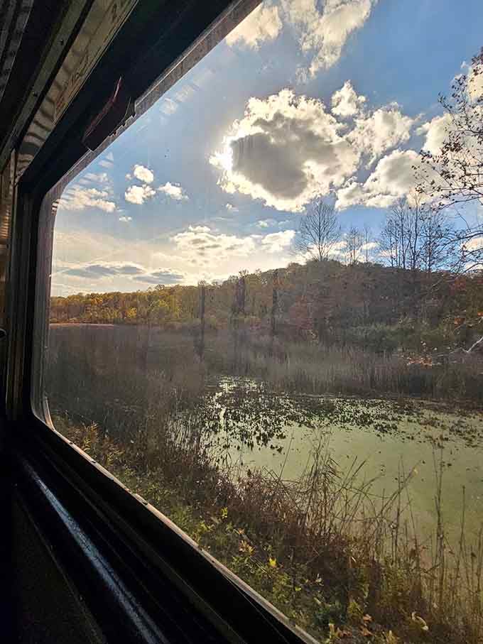 Forest canopy rushes past your window like nature's own kaleidoscope in perpetual motion and color.