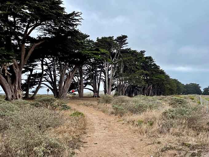 From the side, you can really appreciate how these trees committed to the whole "natural archway" thing.