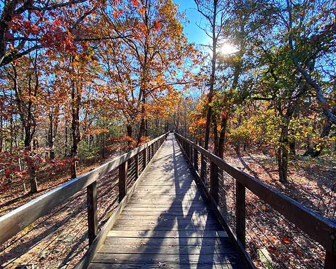 Sunlight filters through autumn leaves on this peaceful boardwalk, inviting you to slow down and breathe deeply.