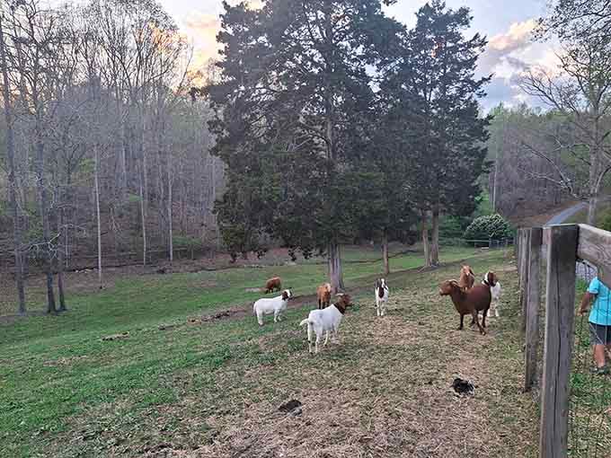 Farm animals add authentic charm, reminding you this isn't just pretty flowers but real country living.