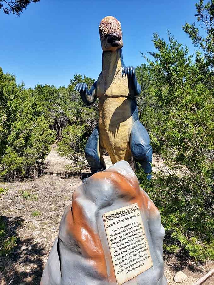 This Pachycephalosaurus looks ready to headbutt its way through any problem, like a prehistoric battering ram with legs.