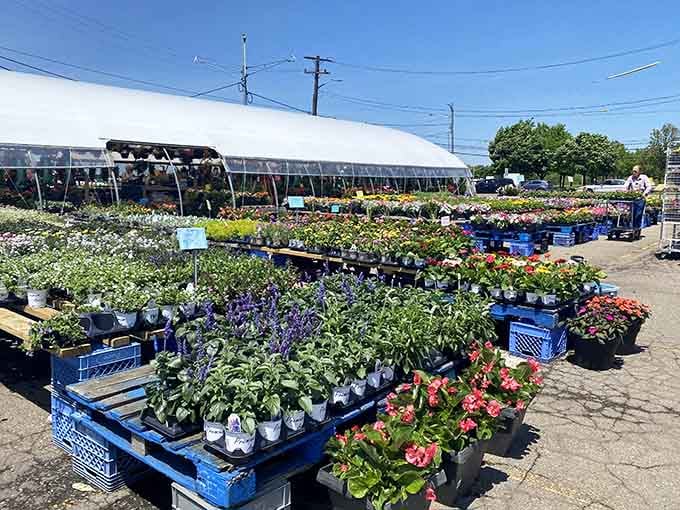 Vibrant blooms and greenery await their forever homes, because your garden deserves more than whatever's left at the hardware store.