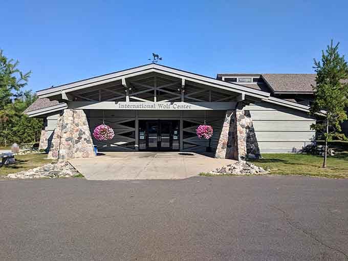 The International Wolf Center welcomes you to learn about these magnificent creatures without the whole Little Red Riding Hood drama.