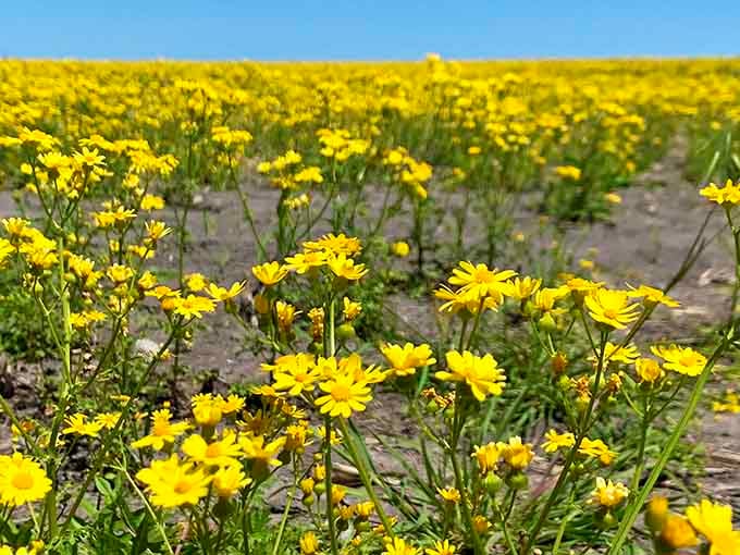 Yellow blooms stretch to the horizon like sunshine decided to take root and stick around for a while.