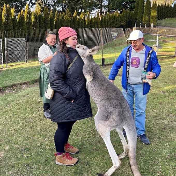 Nothing says "normal Tuesday" quite like getting a friendly wallaby kiss in the middle of Washington State.