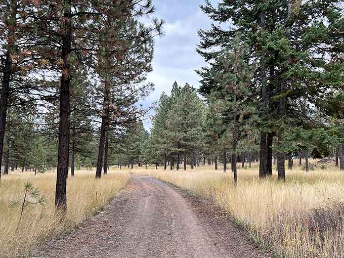 Ponderosa pines line this path like nature's own cathedral, minus the uncomfortable wooden pews.