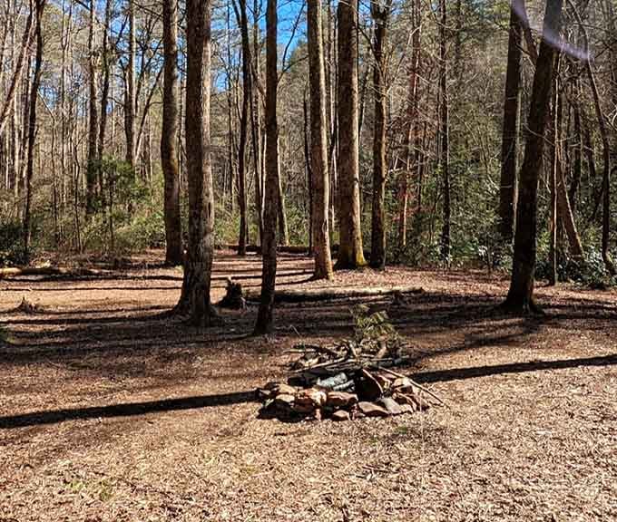 Your campsite awaits in the cathedral of trees, where the only alarm clock is birdsong at dawn.