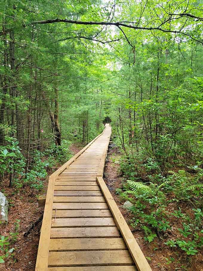 This boardwalk makes exploring wetlands easier than parallel parking, and considerably more peaceful too.