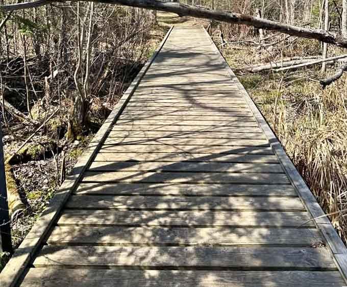The boardwalk stretches through the forest like an invitation you can't possibly refuse exploring.