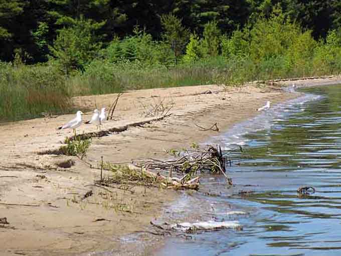 Even the seagulls seem more relaxed here, probably because they're not competing for dropped french fries and funnel cake.