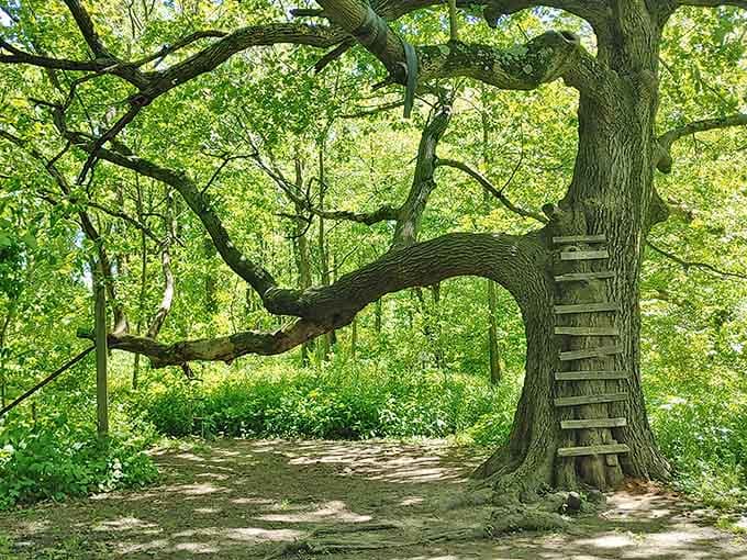 A ladder to nowhere climbs this magnificent oak, tempting your inner child to wonder what view awaits up there.