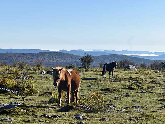 Your new hiking buddy strikes a pose with mountain views that stretch clear into next week.