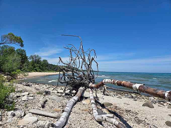 Lake Michigan's shoreline serves up driftwood sculptures that no artist could intentionally create this perfectly.