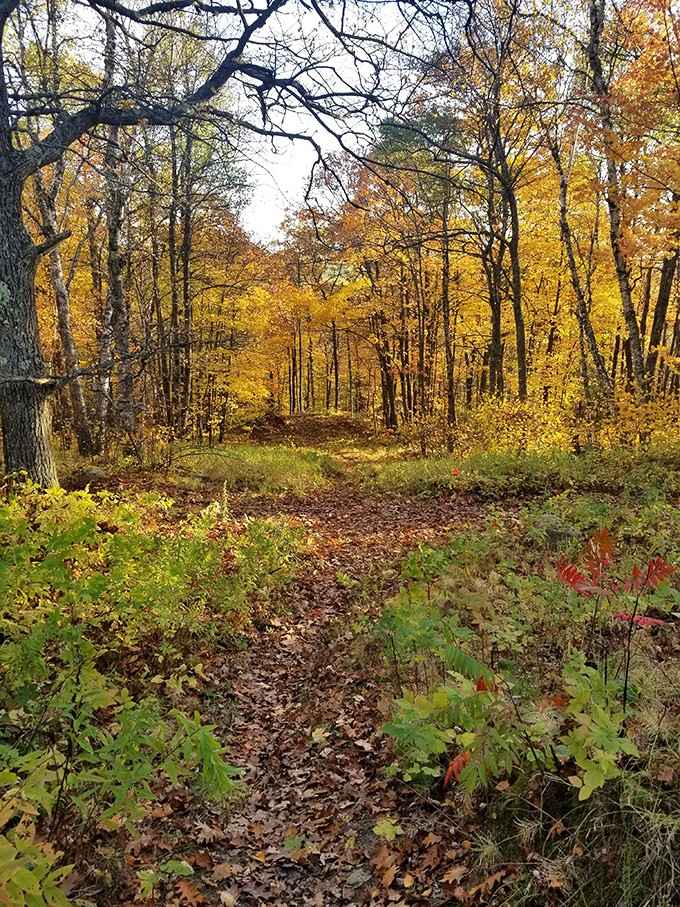 Maple Hill Park's autumn trails prove that the best things in retirement are free, beautiful, and right in your backyard.