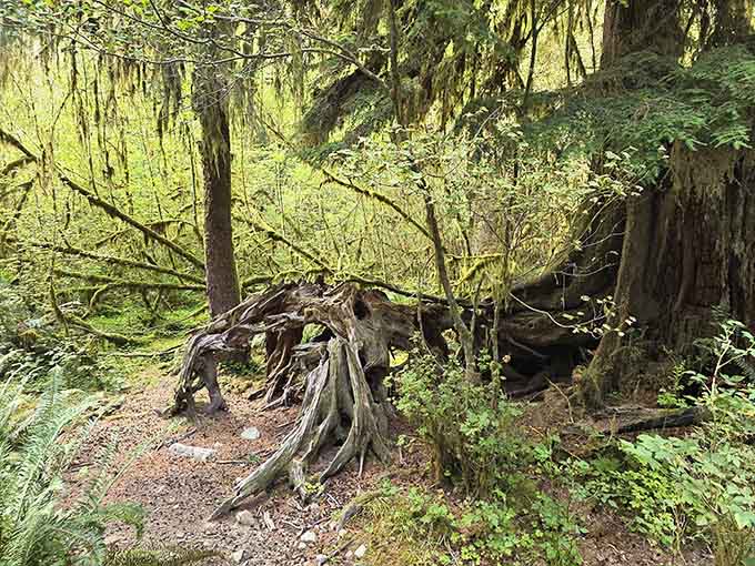 Root systems so dramatic they deserve their own documentary series, narrated by someone with a really good voice.