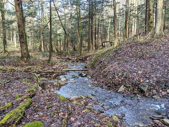 A quiet forest stream bubbles along, proving Pennsylvania's backcountry has secrets worth discovering on foot.