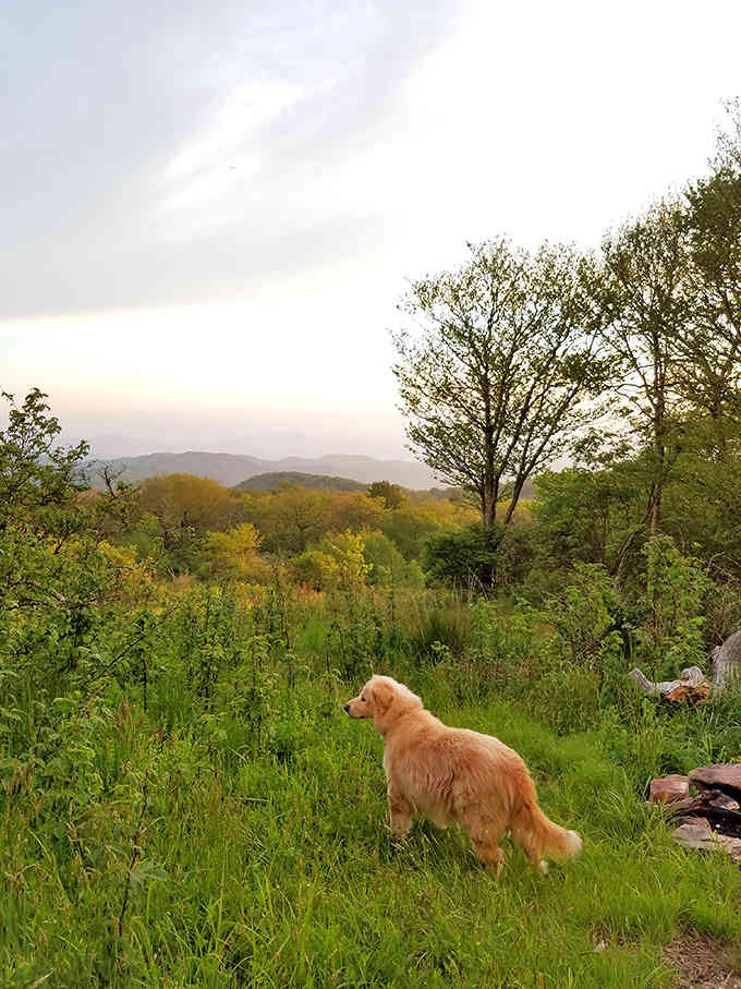 Even the dogs know this place is special, pausing to contemplate the mountain views like furry philosophers.