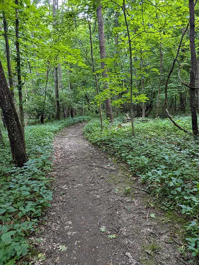 Forest trails like this remind you that the best therapy doesn't require a couch or a copay.