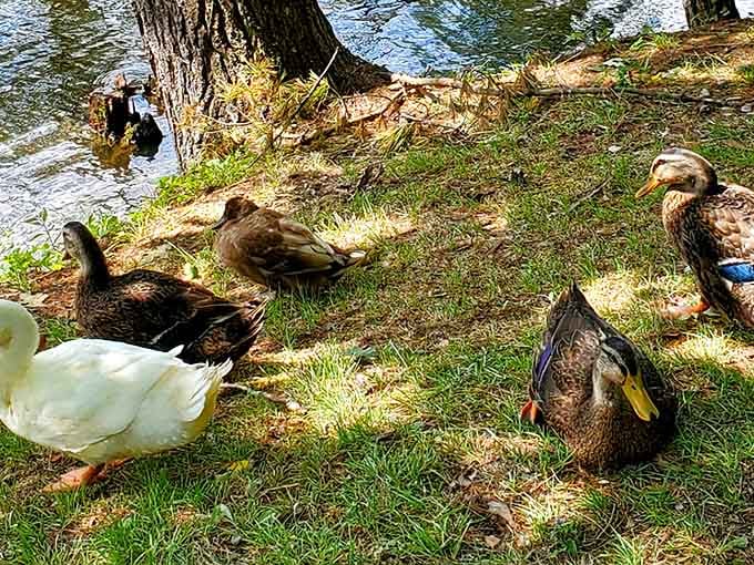 The local duck committee welcomes visitors with more enthusiasm than most hotel concierges could muster.