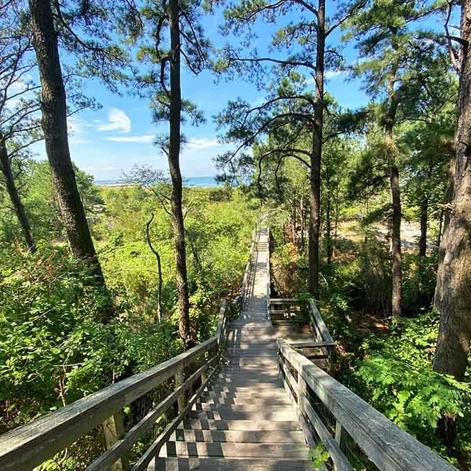 These wooden stairs wind through maritime forest, leading you toward bay views that'll stop you cold.