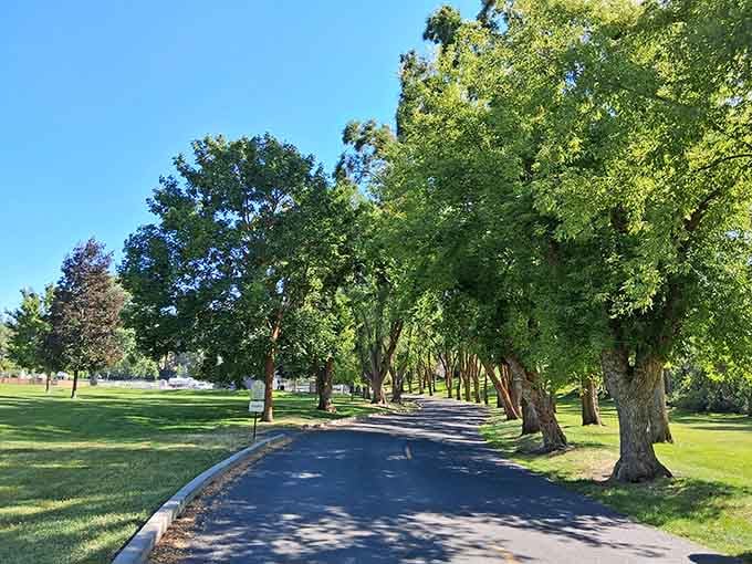 Tree-lined paths in Moore Park offer shade, serenity, and proof that nice things can be free.