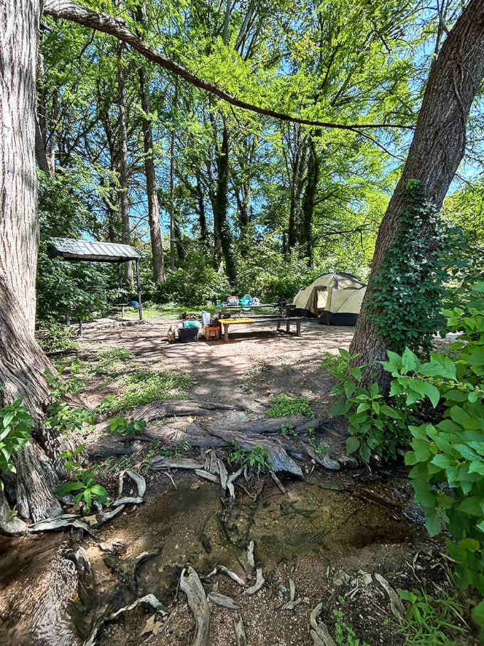 Camping under these towering trees means waking to birdsong instead of car alarms, which is basically winning at life.