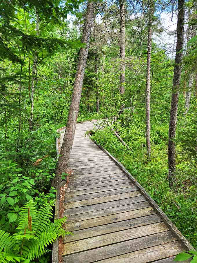 The boardwalk through the bog lets you explore without getting your shoes muddy, which is always appreciated.