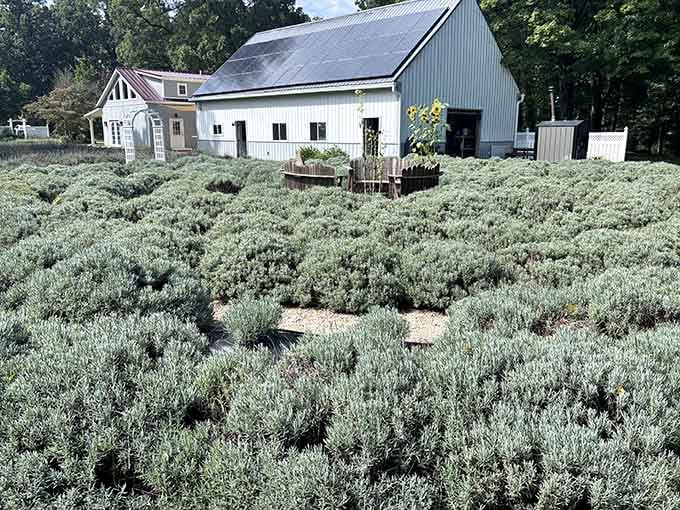 The barn nestled among silvery-green lavender plants creates a scene straight from a countryside fantasy.