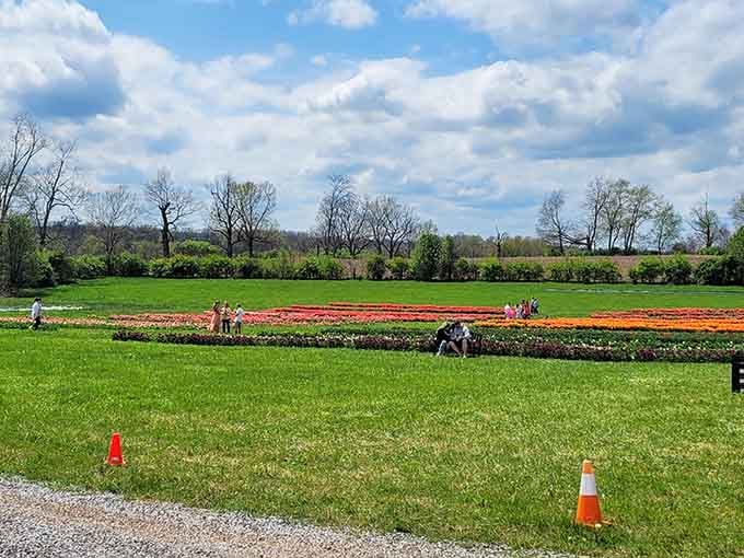 Rows of tulips creating a rainbow that would make Dorothy seriously reconsider leaving Kansas, or Kentucky.