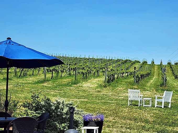 Rolling vineyard rows stretch toward the sky, promising bottles of sunshine captured in glass for later enjoyment.