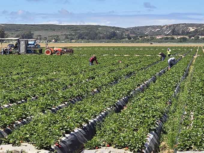 Real farmers tending real crops, because this Instagram-worthy paradise is actually someone's day job.