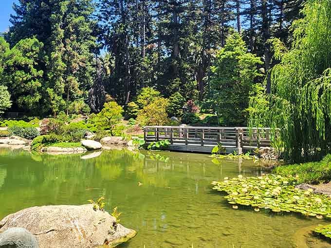 These towering cacti stand like sentinels guarding secrets from another climate, another world, another time entirely in botanical history.