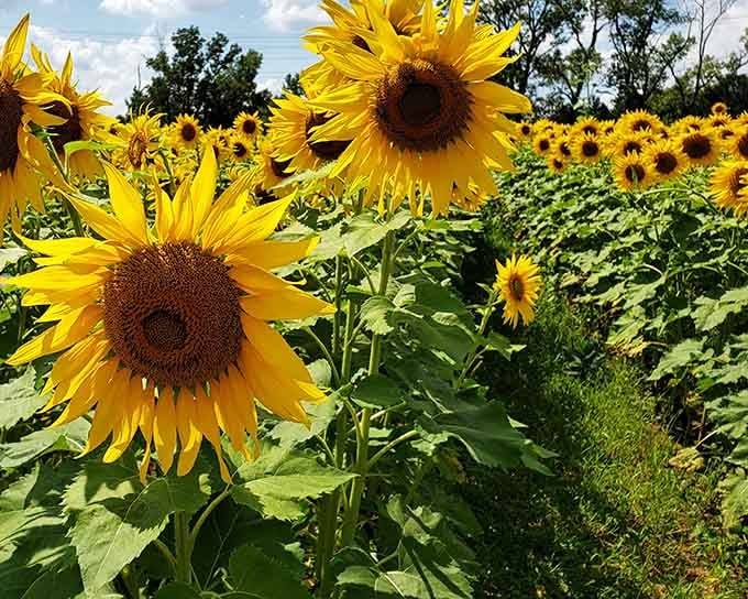 These aren't your average roadside sunflowers; they're the kind that make you understand why Van Gogh was so obsessed.