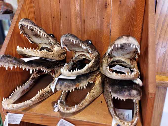 These alligator heads prove that nature sometimes creates things specifically to give people the creeps in the best way.