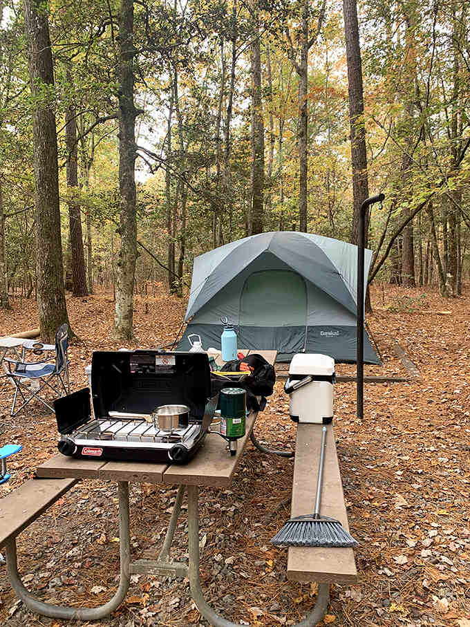 Your campsite awaits in the woods, where the only noise complaint comes from overly chatty owls.