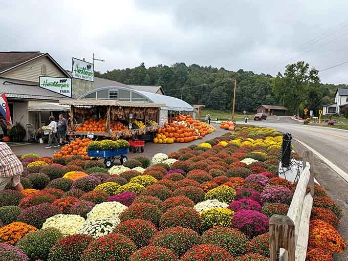 Fall's explosion of mums and pumpkins creates a display so vibrant it makes your grocery store's seasonal section weep.