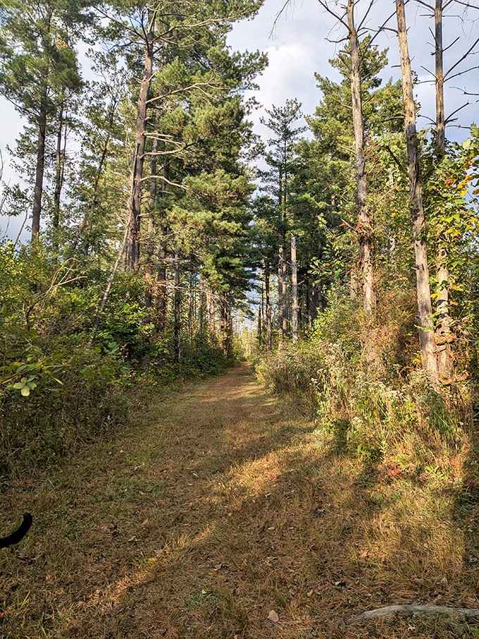 This wooded trail whispers adventure louder than any GPS ever could, sneakers strongly recommended for the journey.