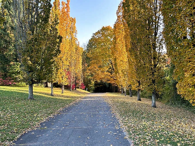 Golden autumn trees line this path, creating nature's own version of a red carpet entrance.