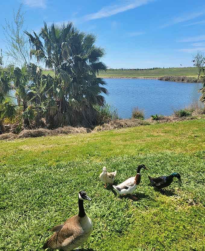 The local waterfowl committee has convened to remind you whose park this really is, thank you very much.