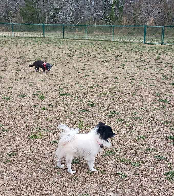 Four-legged friends get their own slice of paradise because good towns take care of everyone.