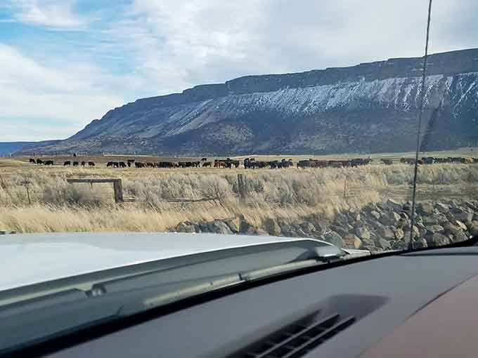 Cattle grazing beneath dramatic cliffs: it's the Oregon version of a Western painting, minus the Hollywood embellishments.