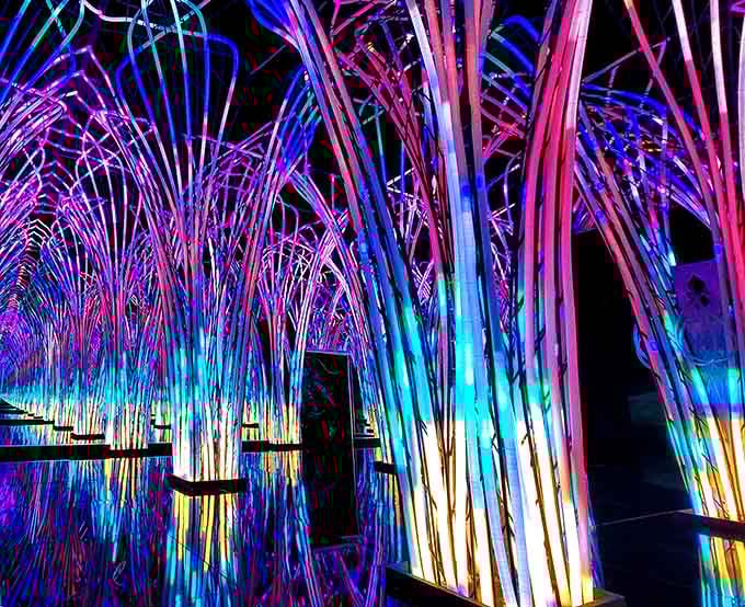 A forest of light that makes you feel like you've shrunk down to ant size.