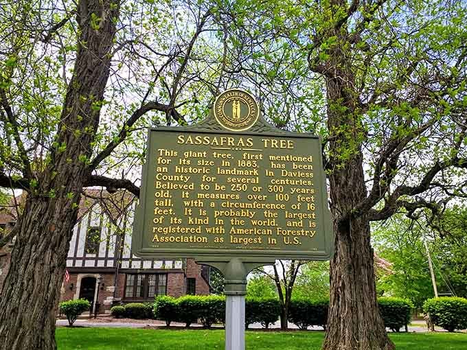 The historic Sassafras Tree stands as a living reminder that some things are worth preserving for future generations to appreciate.